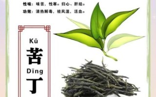 苦丁茶的功效与禁忌_哪些人不能喝