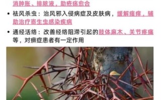 皂角刺的功效与作用_皂角刺主治什么病