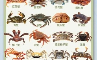 红花蟹和兰花蟹哪个贵_价格差异有多大