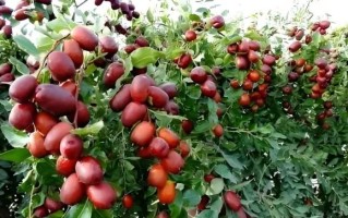 红枣树图片大全大图_如何辨别红枣树品种