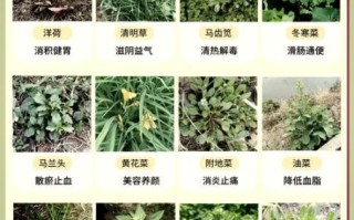 苦苣菜和苦菊菜的区别_哪个更苦