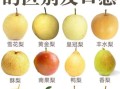 雪花梨和鸭梨的区别_哪个更好吃