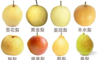 雪花梨和鸭梨的区别_哪个更好吃