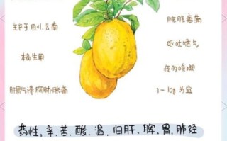香橼的功效与作用_香橼怎么吃效果最好