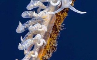 海蛞蝓多少钱一只_海蛞蝓价格影响因素