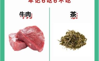 贫血吃什么补血最快_食补方法有哪些