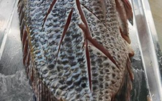 罗非鱼能吃吗_罗非鱼到底能不能吃