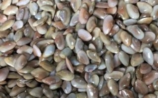 海瓜子图片有几种_如何区分不同品种