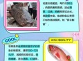 龙趸和石斑鱼有什么区别_哪个更贵