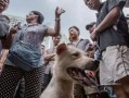中国十大狗肉之乡有哪些_为什么玉林狗肉节争议最大