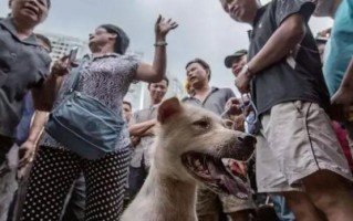中国十大狗肉之乡有哪些_为什么玉林狗肉节争议最大