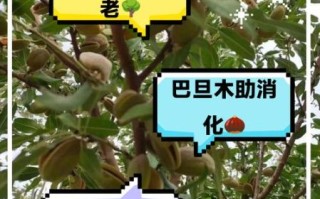 吃巴旦木能减肥吗_巴旦木的功效与作用有哪些