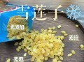 雪莲子有什么功效与作用_雪莲子怎么吃效果最好