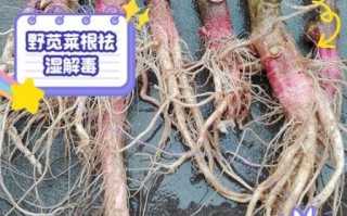 苋菜根的功效与作用_苋菜根怎么吃最好