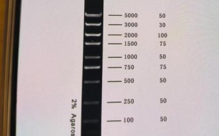 琼脂糖凝胶电泳结果图怎么看_条带模糊原因