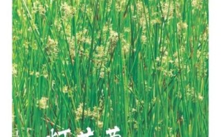 灯心草毒性很大吗_灯心草中毒症状