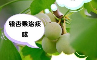 连续吃白果一个月会怎么样_白果长期吃副作用 连续吃白果一个月会怎么样_白果长期吃副作用
