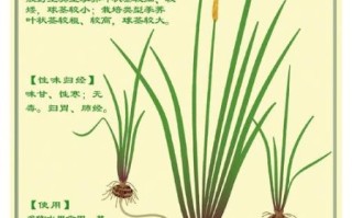 马蹄怎么读_马蹄组词有哪些