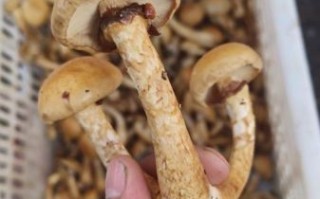 滑子菇多少钱一斤_滑子菇价格行情