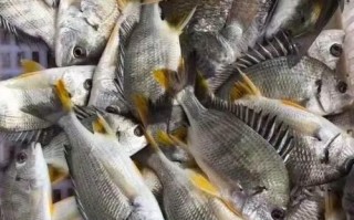 黄鲷鱼多少钱一斤_黄鲷鱼价格行情