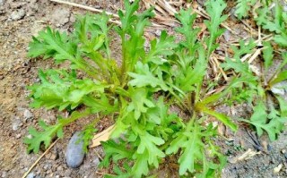 独行菜属有哪些常见品种_独行菜属怎么区分