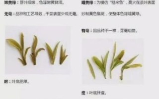 西湖龙井是红茶还是绿茶_如何区分龙井茶类