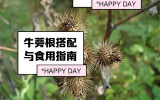 牛蒡的功效与作用_牛蒡怎么吃最好