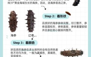辽宁海参品牌排行榜_如何挑选正宗辽参