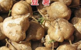 豆薯可以生吃吗_生吃豆薯的注意事项