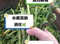 水蕨菜的功效与作用_孕妇能吃吗