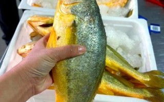 黄花鱼市场价多少钱一斤_今日黄花鱼价格走势