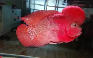 罗汉鱼图片大全大图_罗汉鱼怎么挑选
