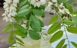 洋槐花什么时候开_花期持续多久