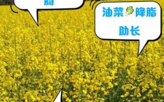 小油菜怎么种_小油菜营养价值