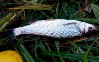 华子鱼怎么钓_华子鱼钓法技巧