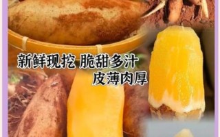 雪莲果怎么吃好吃_雪莲果的正确吃法