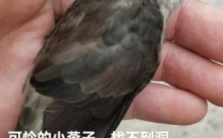 金丝燕图片大全大图_金丝燕长什么样