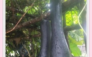 吊方瓜的功效与作用_吊方瓜怎么吃效果最好