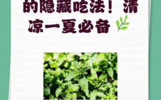 薄荷叶子怎么吃_新鲜薄荷叶怎么吃最好