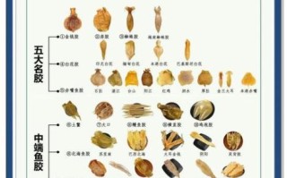 鱼鳔胶怎么吃_鱼鳔胶的食用方法