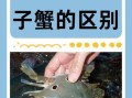 大闸蟹和梭子蟹的区别_哪种螃蟹更好吃