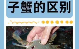 大闸蟹和梭子蟹的区别_哪种螃蟹更好吃