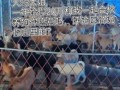 肉狗养殖利润与成本_肉狗养殖赚钱吗