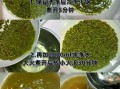 绿豆沙怎么做_绿豆沙做法步骤详解