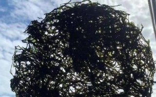 头水紫菜的营养价值_头水紫菜和普通紫菜区别