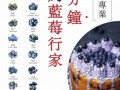 蓝莓果图片_蓝莓果怎么挑选