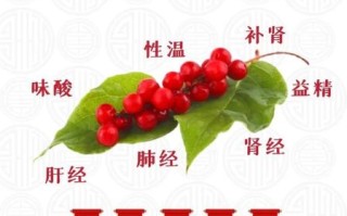 五味子泡水喝的功效与禁忌_五味子适合什么人吃