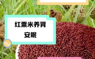 粟米的功效与作用及食用方法_粟米怎么吃最营养
