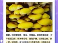 黄蘑菇叫什么_黄蘑菇学名叫什么