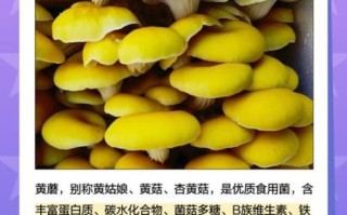 黄蘑菇叫什么_黄蘑菇学名叫什么